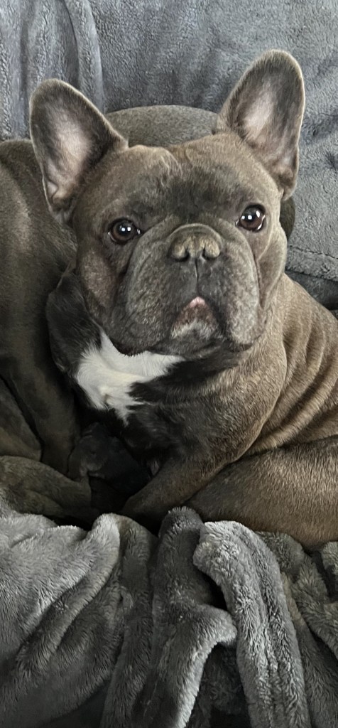 AKC Ice Carpenter (Frannie) – Blue Moose Frenchies